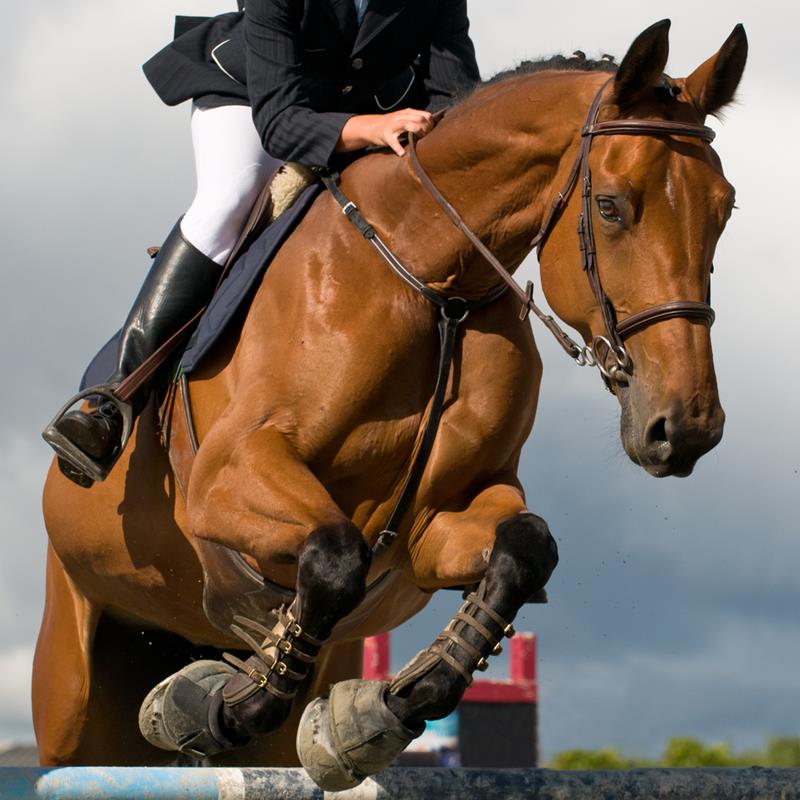 Equine Viral Arteritis (EVA) | The Whole Horse Veterinary Clinic ...